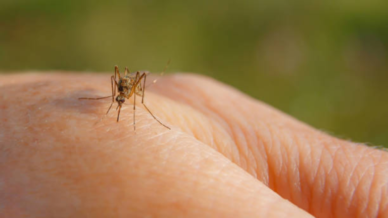 West Nile virus cases surge in the US: How to spot the first symptoms ...