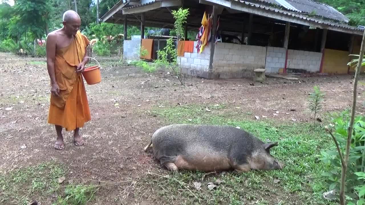 Buddhist monk raises piglet from tiny baby into huge boar