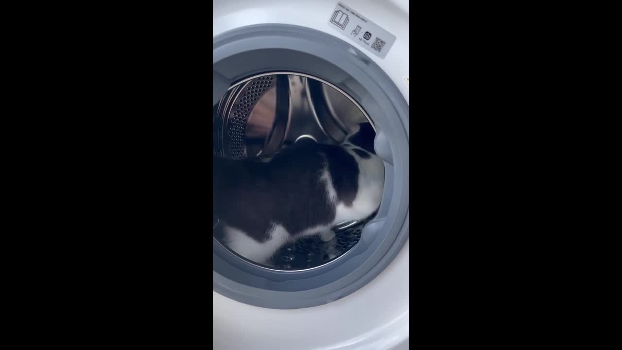 Pet cat plays inside washing machine