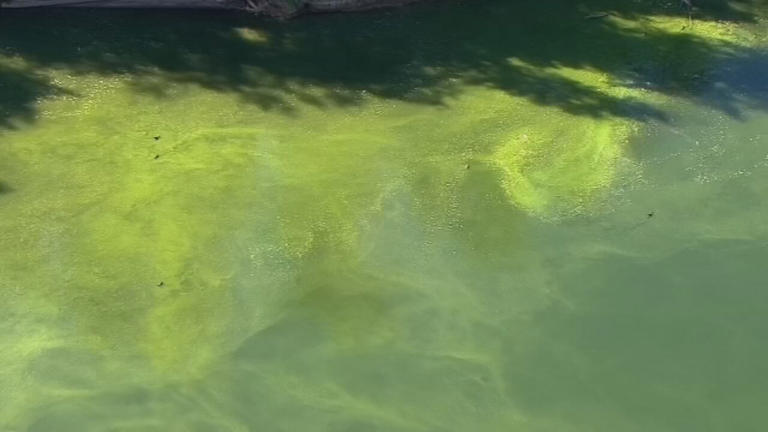 Health department warns of blue-green algae at Big Eau Pleine