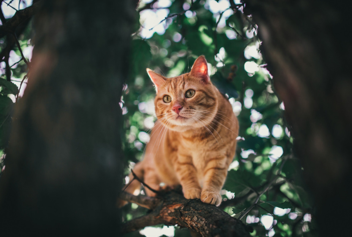 Orange Cat Who Legit Lives in a Tree Is Truly Living His Best Life