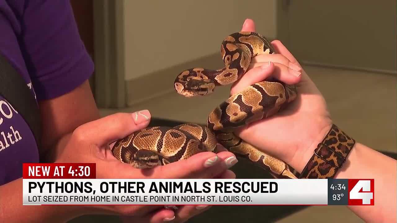 Pythons among animals rescued from St. Louis County home