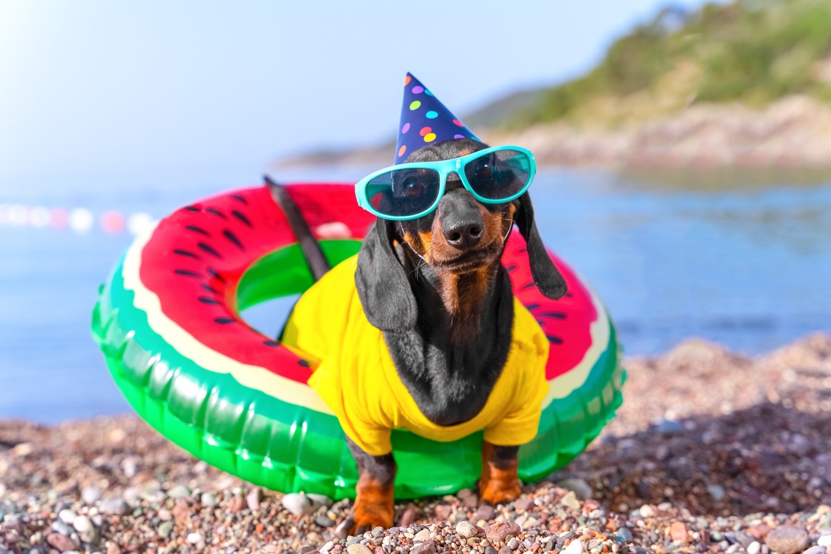 Dachshunds Invent Their Own Pool Game and the Cute Factor Is off the Charts