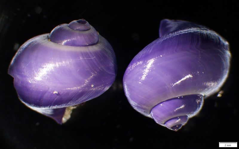Rare, purple sea snails wash ashore on San Diego beaches