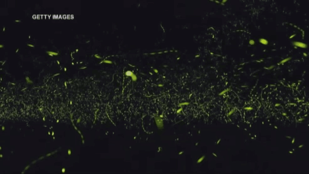 Firefly sightings increase, but experts warn of global insect decline