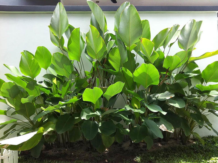 Calathea lutea: belleza tropical, cuidados y usos