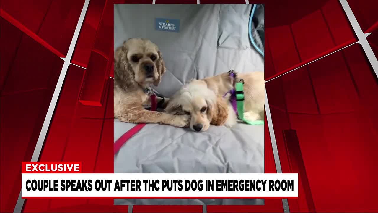Local pet owners have frightening moment after taking dogs for walk