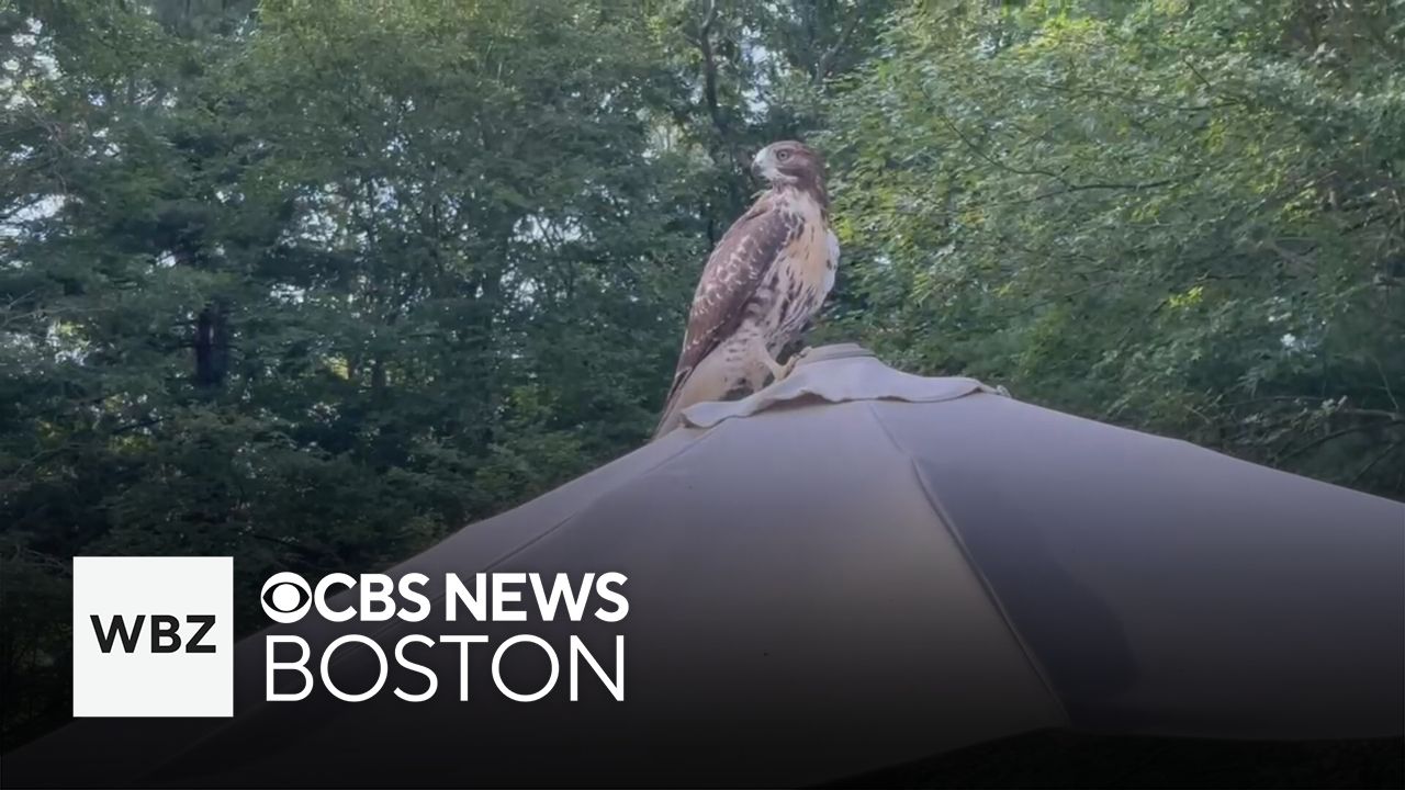 Hawk perches on sun umbrella in Hanover