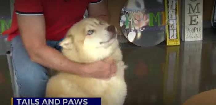 These dogs and cats want to find a forever home, Tails and Paws for Friday