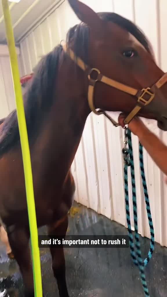 Teaching My Yearling His First Bath—Will Waylon Keep His Cool?