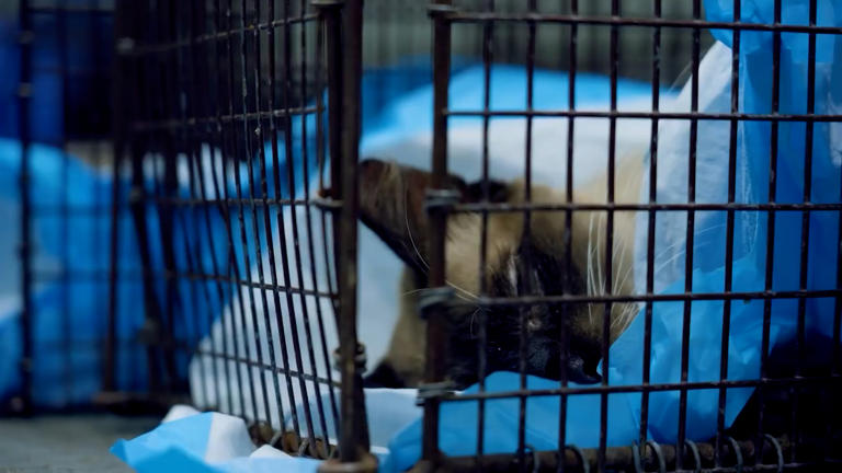 More than 200 Siamese cats looking for new homes after being rescued ...