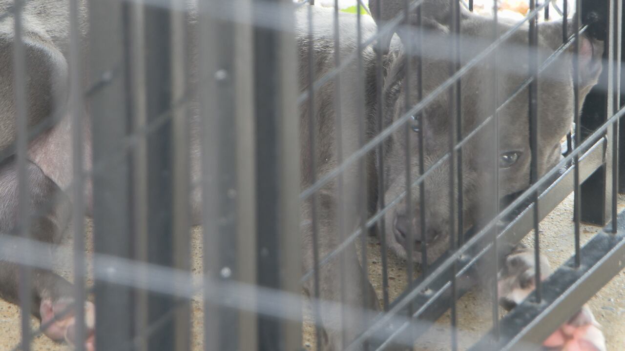 Local humane society addresses pet overpopulation crisis