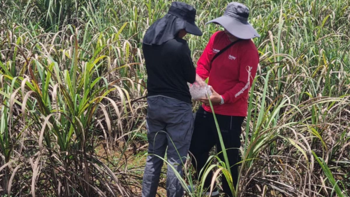 Drones battle sugarcane pest outbreak across Negros, Panay