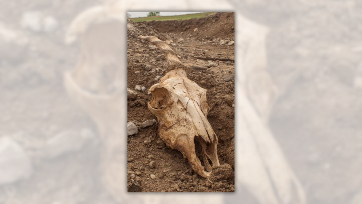 Iowa farmer discovered unicorn bones while plowing field?