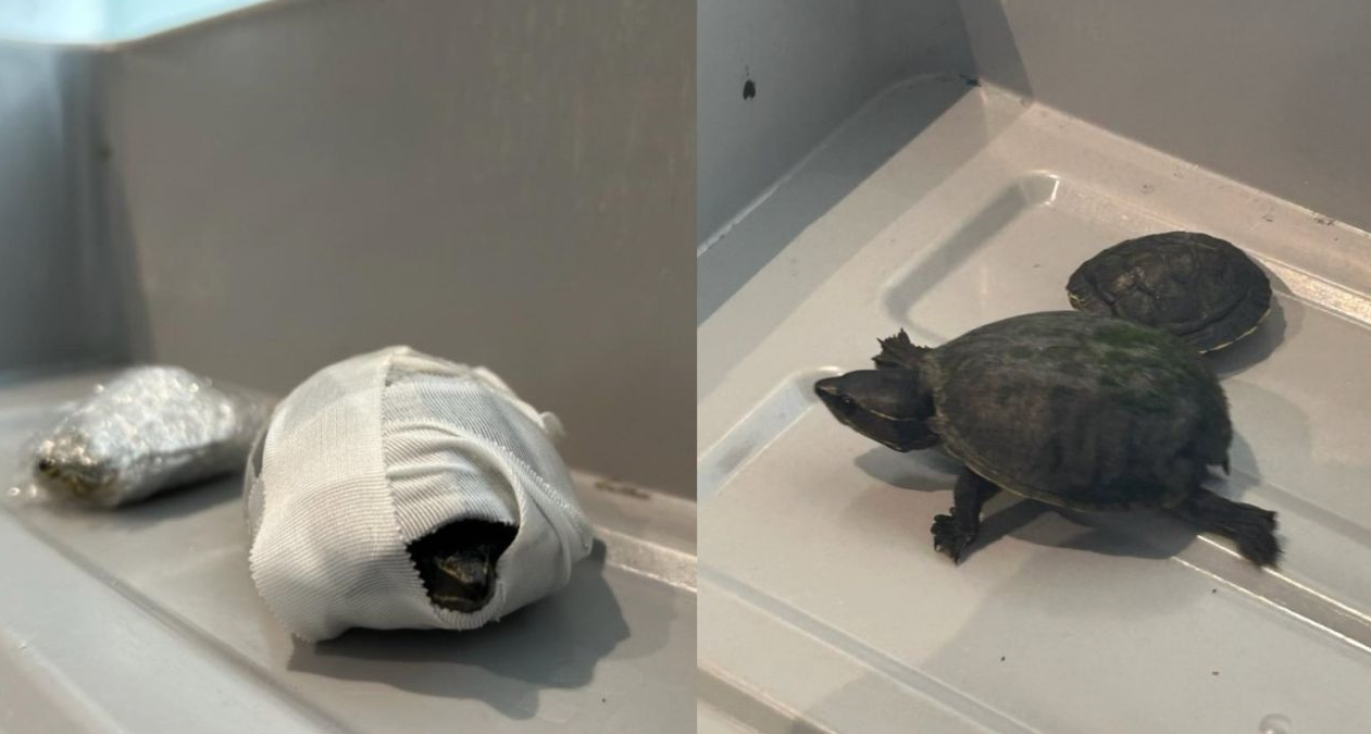 TSA confiscates turtle pair from Florida woman's bra: See photos