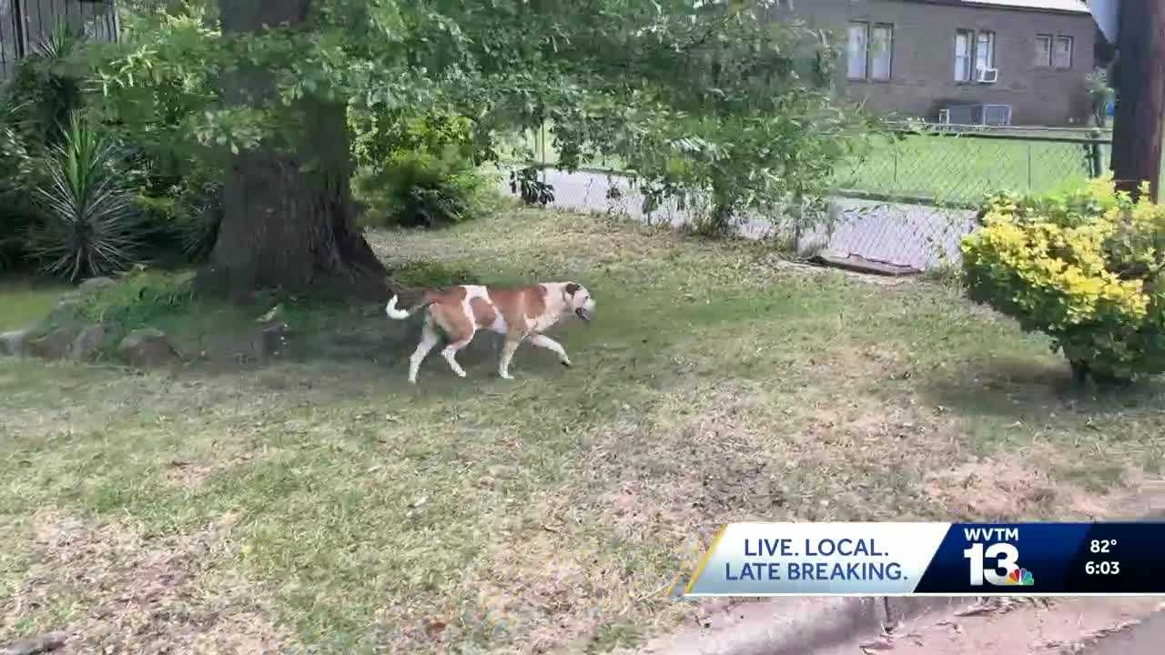 Second deadly dog attack in 3 days in Central Alabama