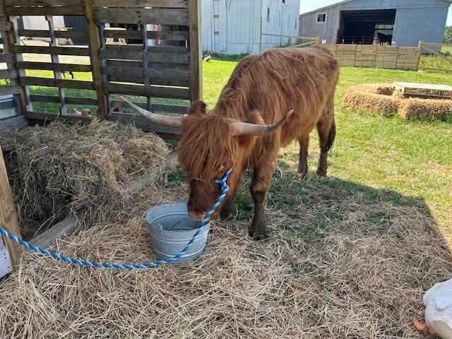 Cuddling with the cows at a Lenawee County farm