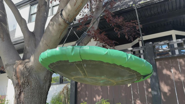 Calgary homeowner calls city's removal of tree swing 'a sad day for ...