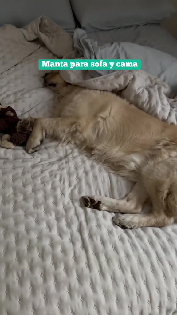 8 Reasons Why Life Is Better With a Dog
