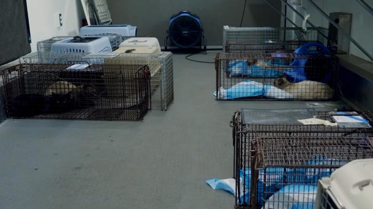 More than 200 Siamese cats need new homes after being rescued from ...