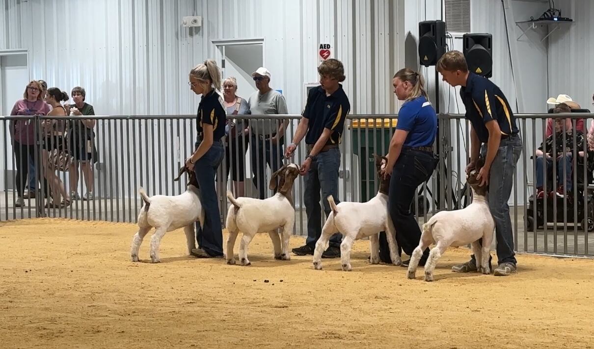 FFA Goat Show at the ND State Fair