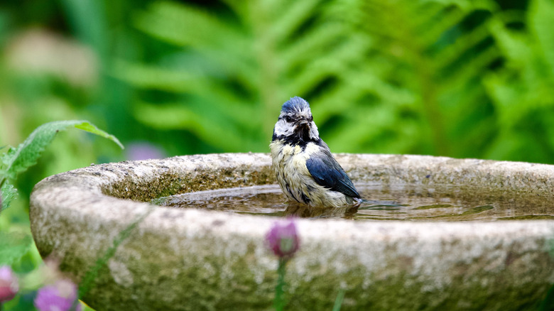 This Kitchen Staple Helps Prevent Algae In Your Bird Bath