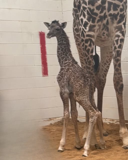 Cameron Park Zoo Welcomes Giraffe Calf
