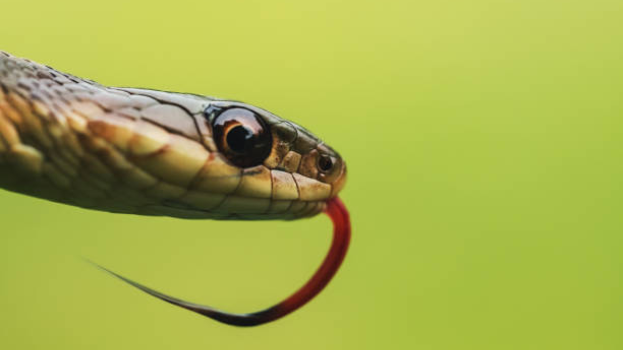 Snakes found in the US: The most common species and how to stay safe