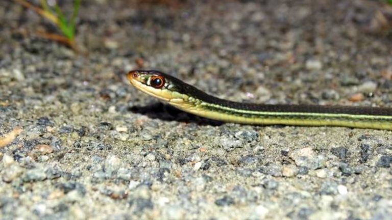 Snakes found in the US: The most common species and how to stay safe