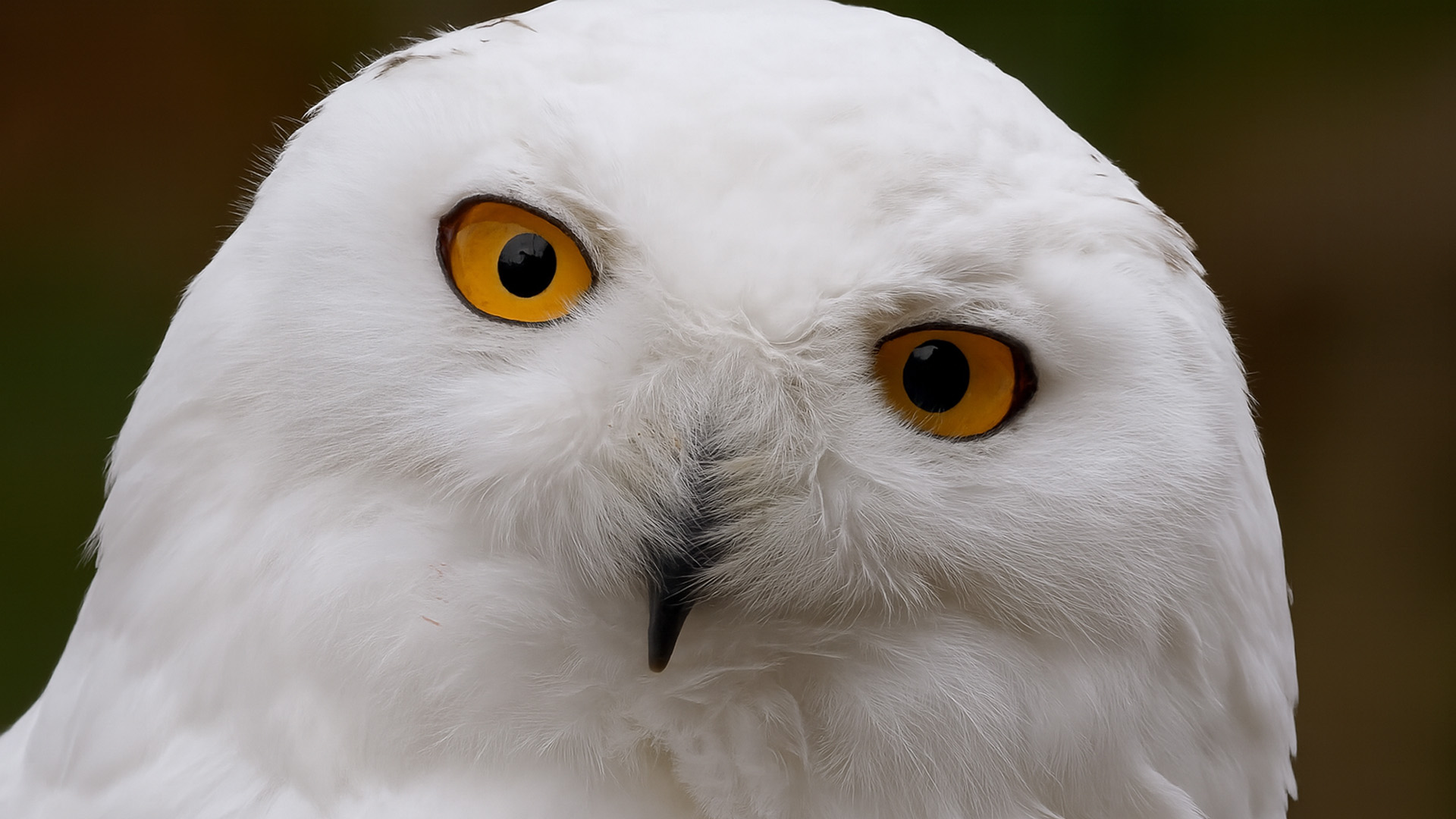 Lasice kolčava krade jídlo sovicím