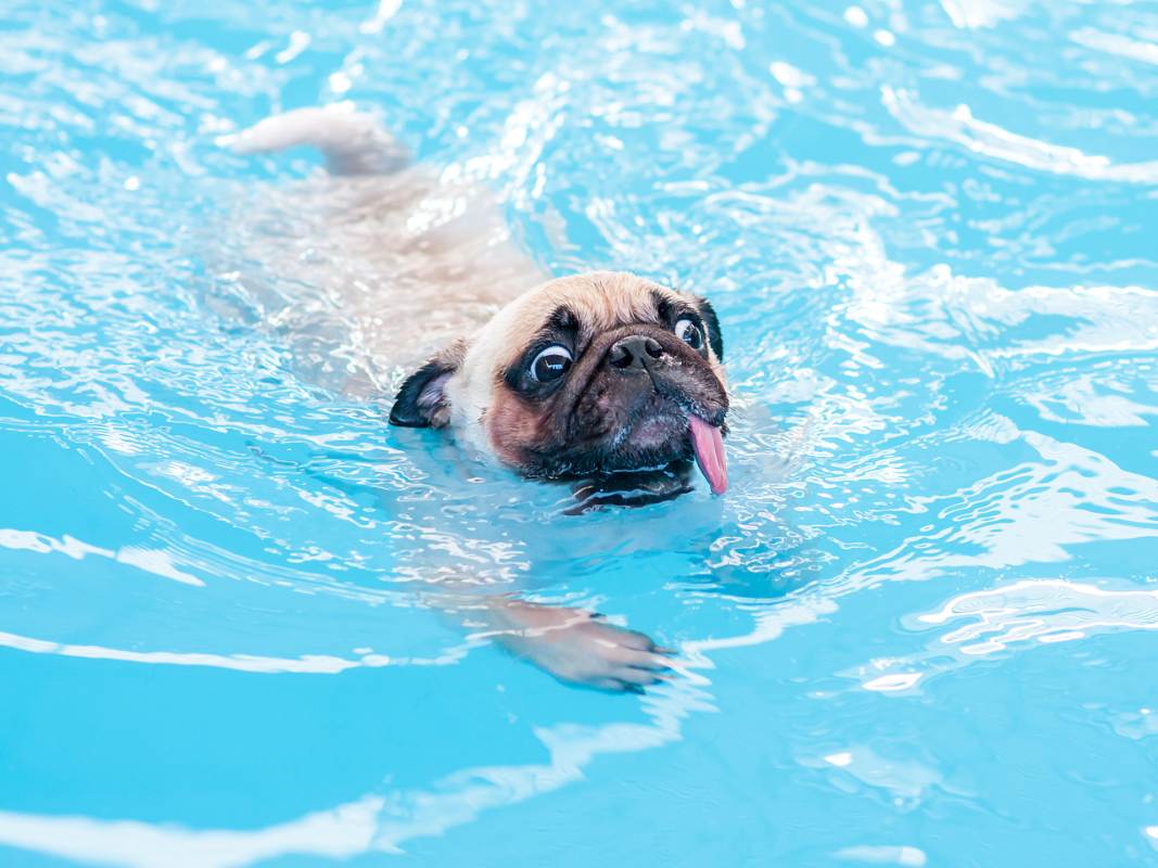The 10 Worst Swimming Dog Breeds, According to Vets