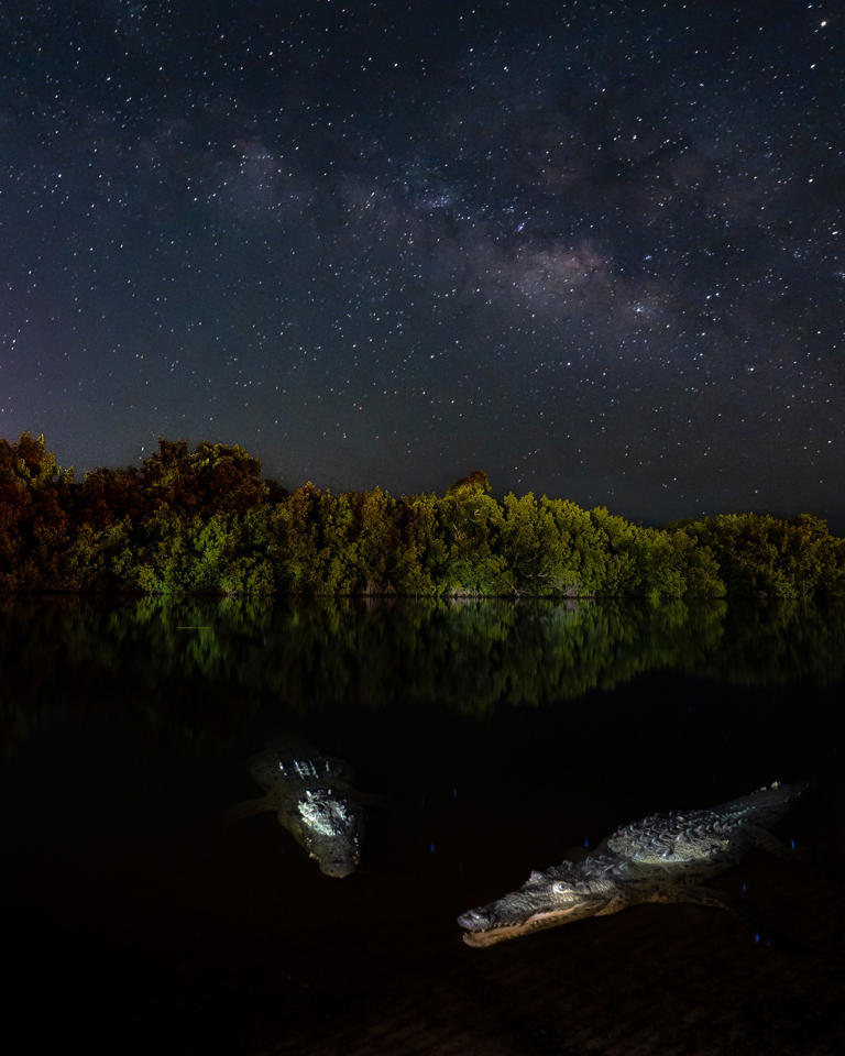 Mangrove Photographer of the Year captures what could be the last of ...