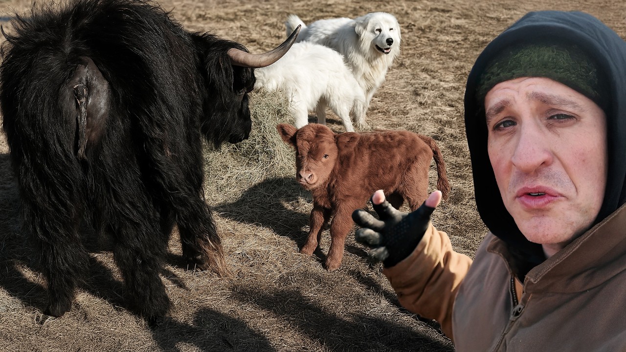 Find out when beloved pregnant Highland cow Bonnie McMurray delivers soon