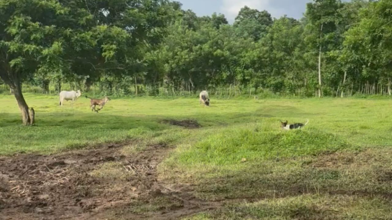 Dog and cow chase each other on sand like best buddies on vacation