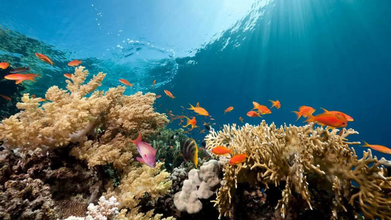 How can a sea creature with no Fins cross oceans? This new study has ...
