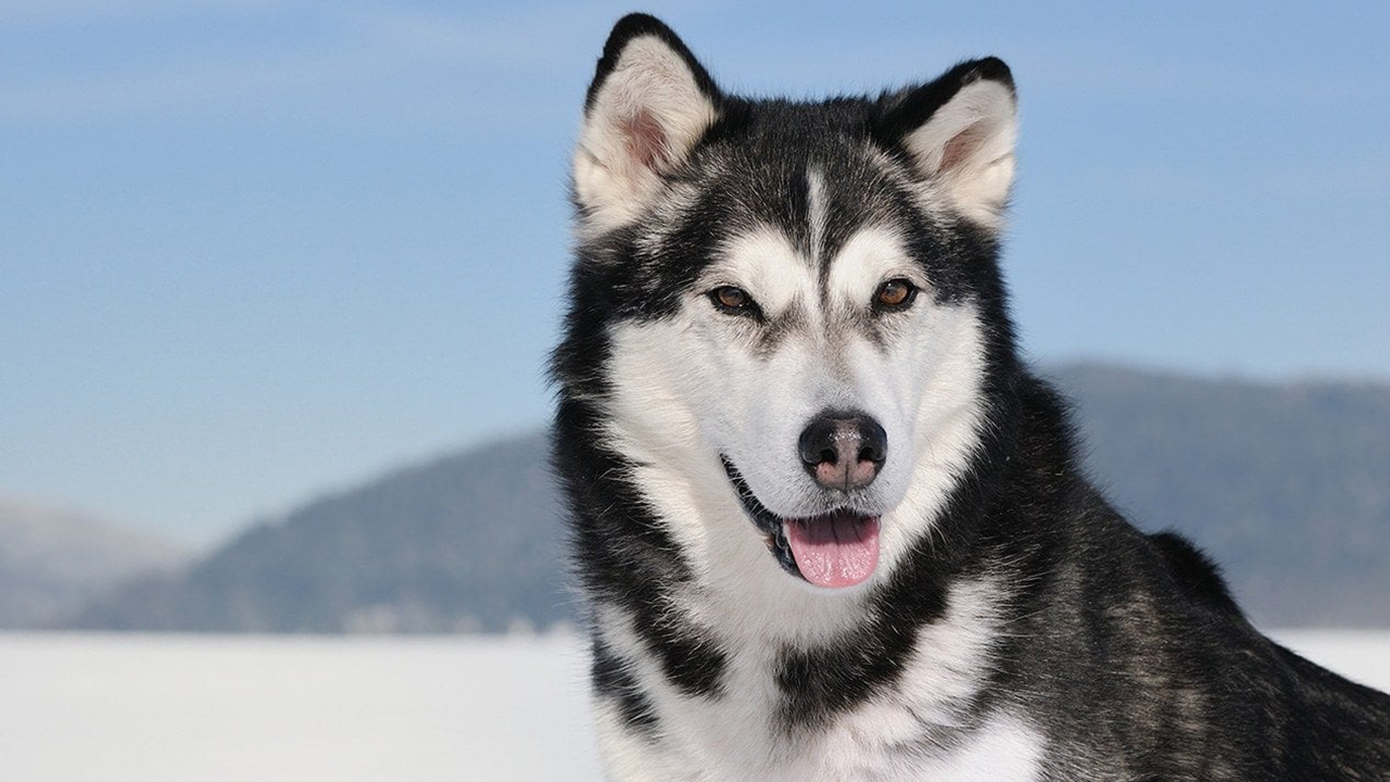 9 Dog Breeds You Can't Legally Own in Parts of America