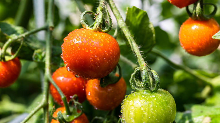 How To Stop Your Tomato Plants From Splitting Once And For All