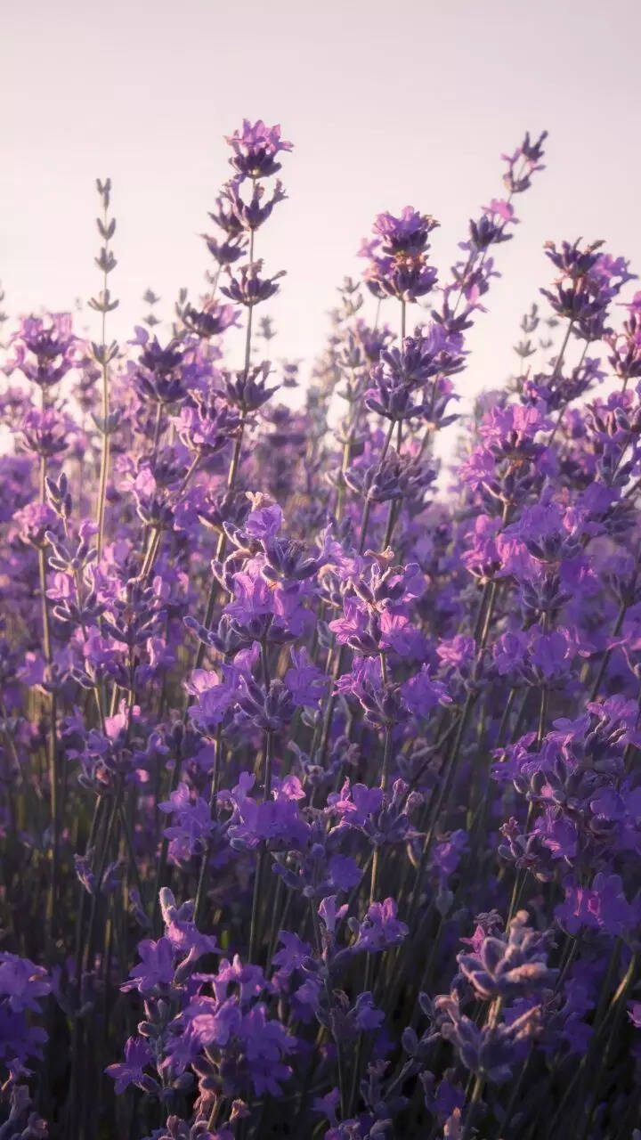 8 fragrant plants that will make your home smell good naturally