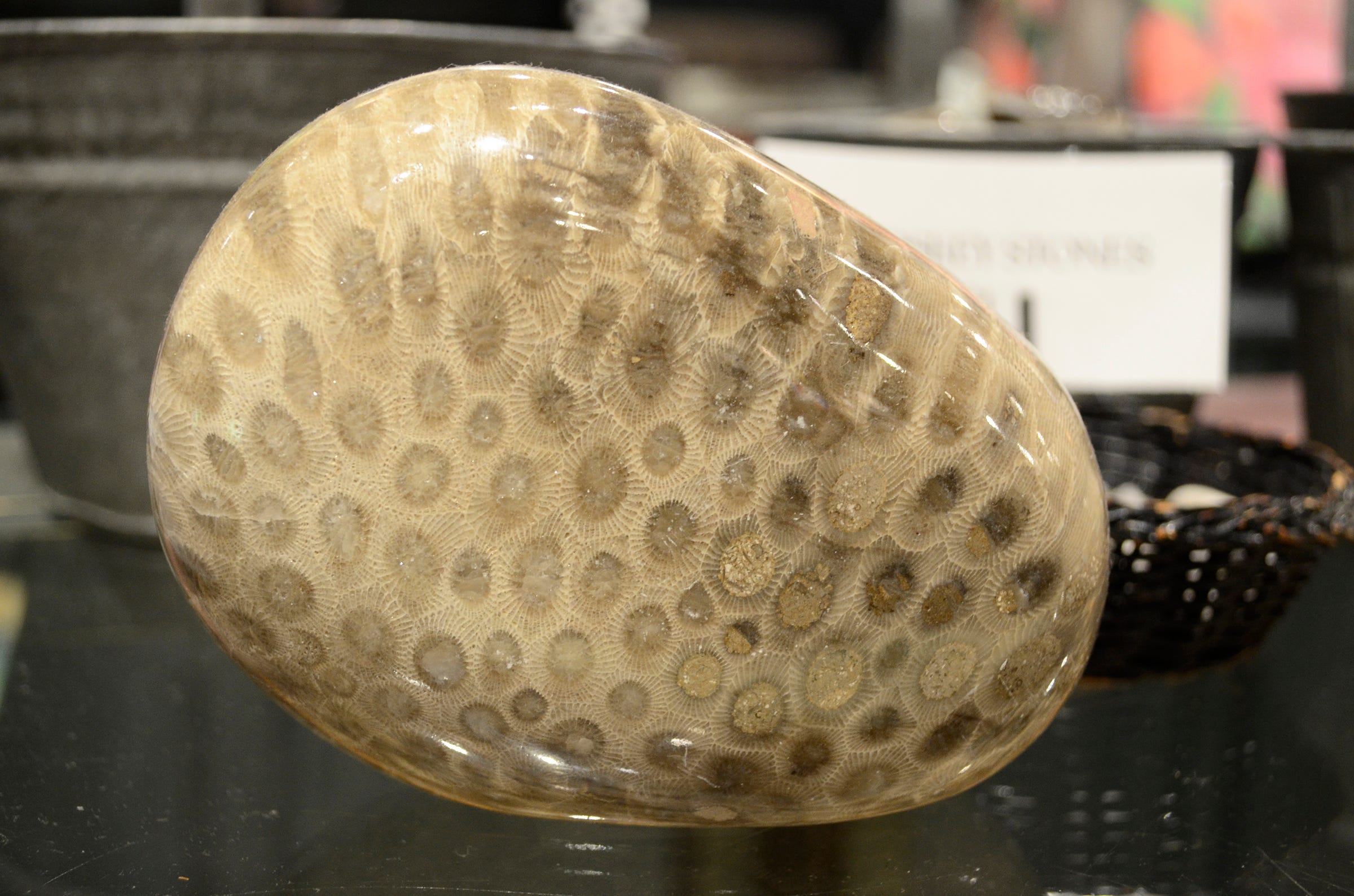 These patterned stones are often confused. What to know about Petoskey, Charlevoix stones