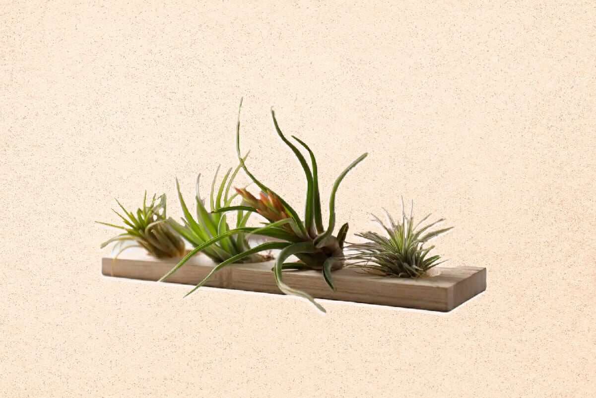 Air Plants Are Basically Magic – Here’s 10 Reasons You’ll Want 20 of Them