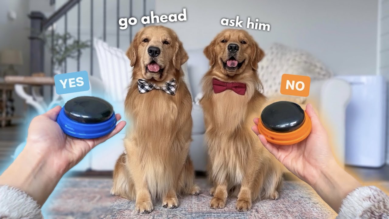 Funny Golden Retrievers Answer Fan Questions with Yes or No Buttons
