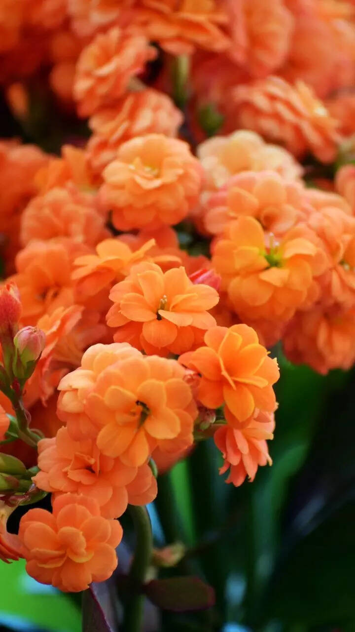 8 fragrant plants that will make your home smell good naturally