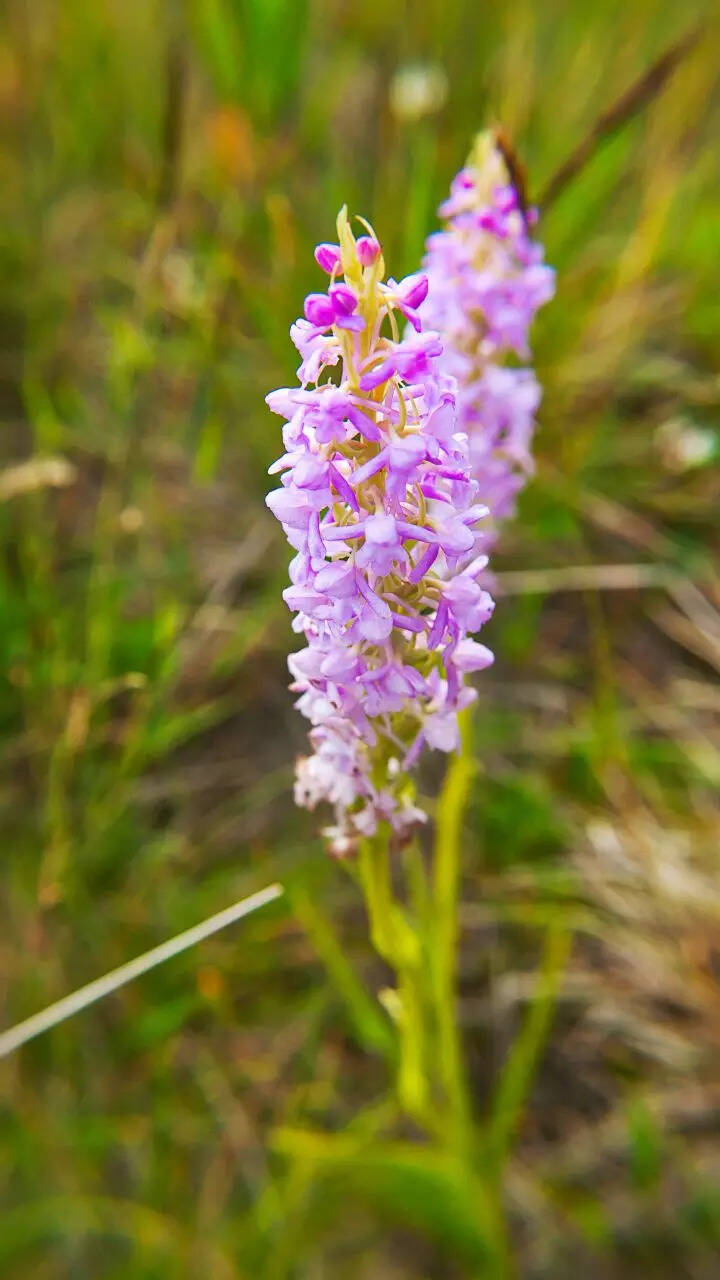 8 fragrant plants that will make your home smell good naturally