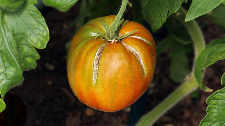 How To Stop Your Tomato Plants From Splitting Once And For All