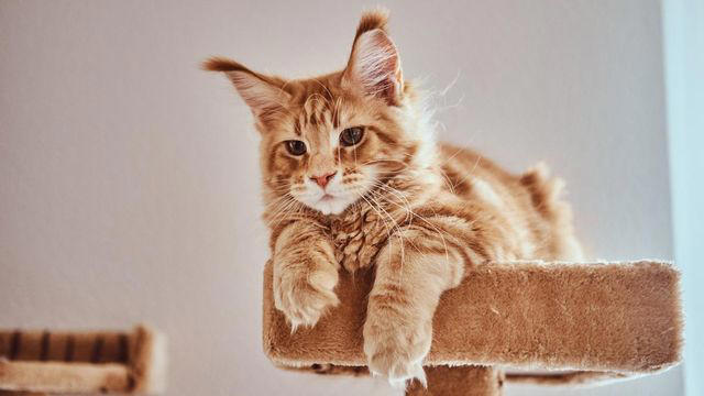 Si tu gato te acompaña hasta el váter esta es la razón de su comportamiento