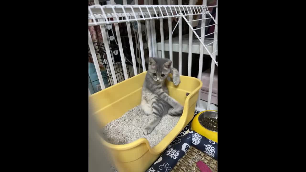 Cat sits like a human inside litter tray in Shandong, China