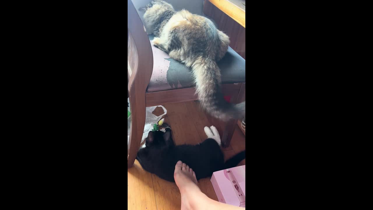 Playful prank sparks unexpected cat fight in Shandong, China