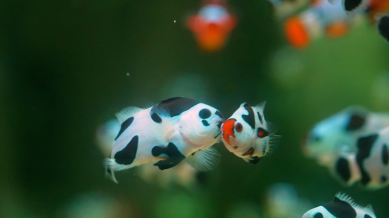 Changhua Aquaculturist Breeds Captive Clownfish to Help Those in Wild