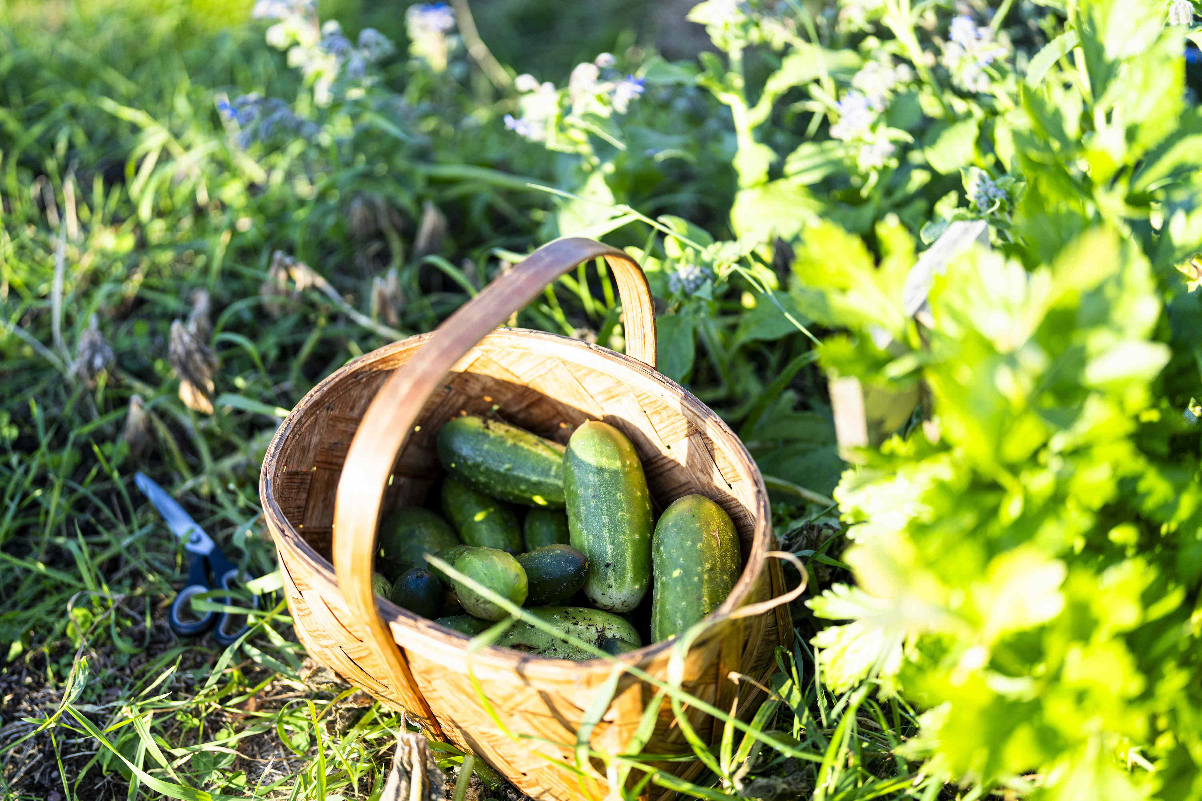 The Harvesting Mistake You're Probably Making with Cucumbers, and What ...