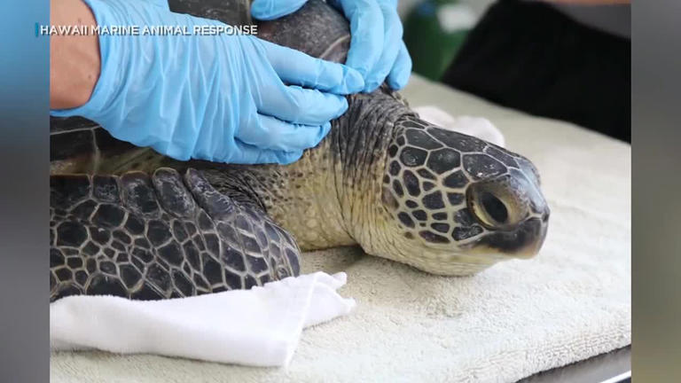 Public invited to release of rescued, rehabbed turtle